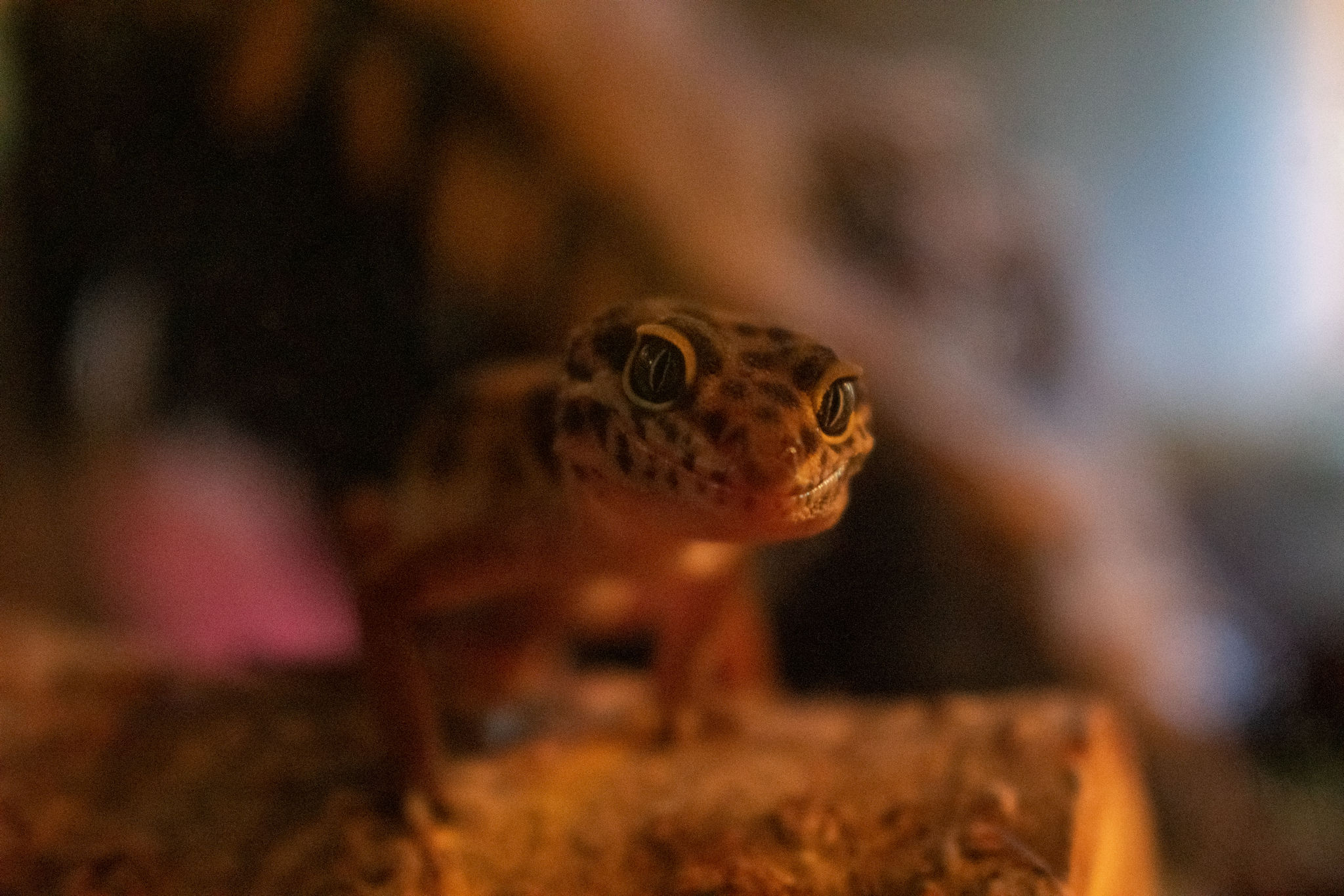 Gary the Gecko - CormiArt