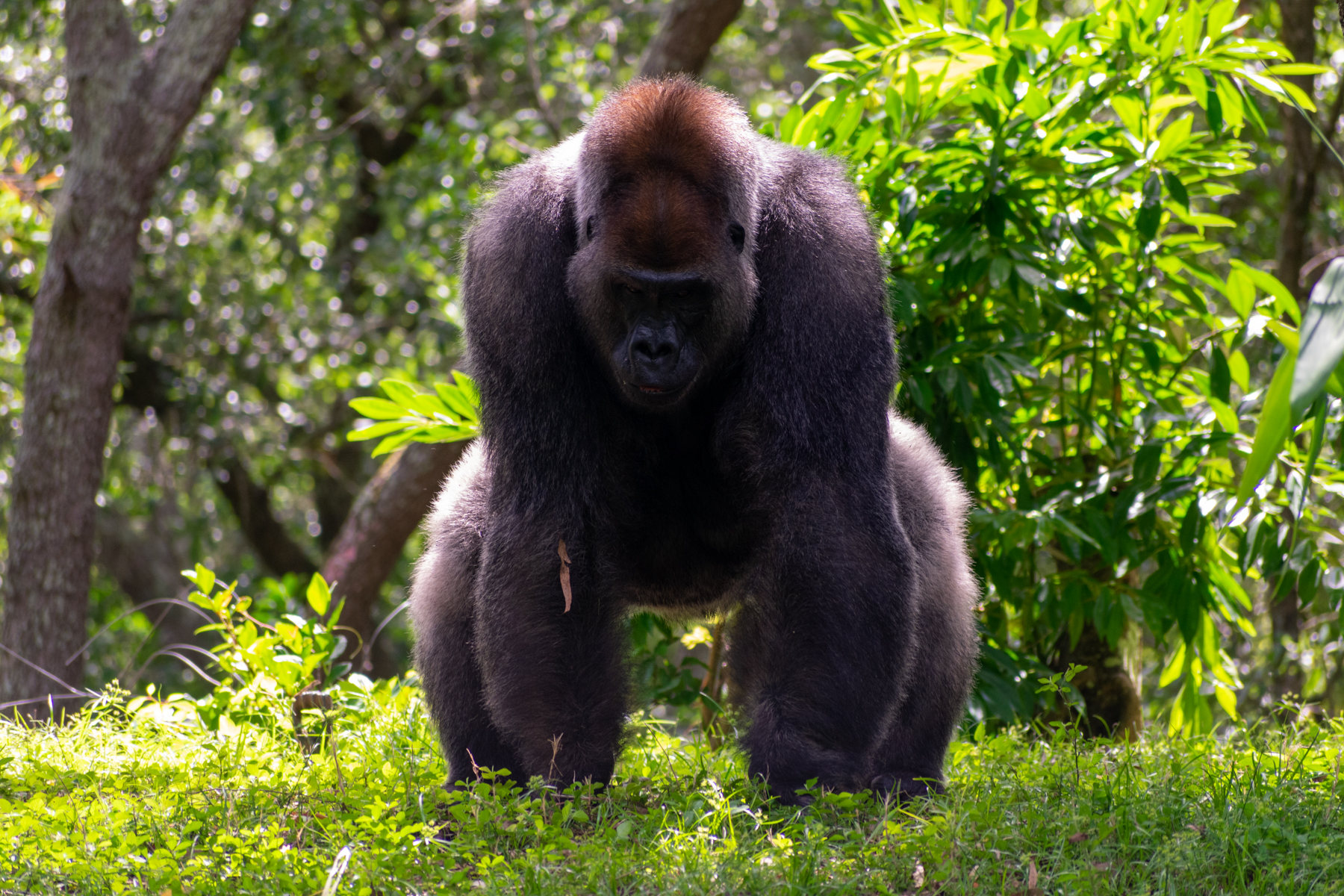 CormiArt – Josh Cormier's Digital Portfolio